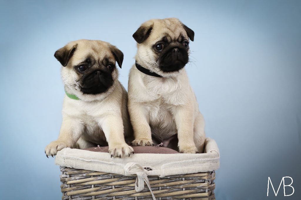 Accueil - Carlins , Elevage d'Amour du Temple Ming Kee - eleveur de ...