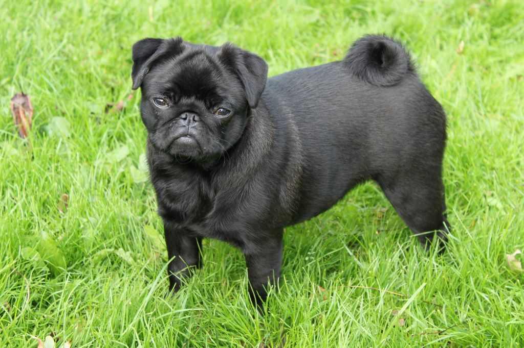 Accueil - Carlins , Elevage d'Amour du Temple Ming Kee - eleveur de ...